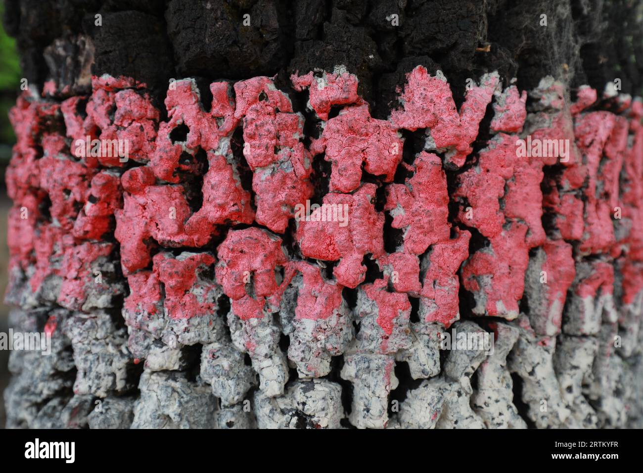 The mottled color of the bark Stock Photo - Alamy