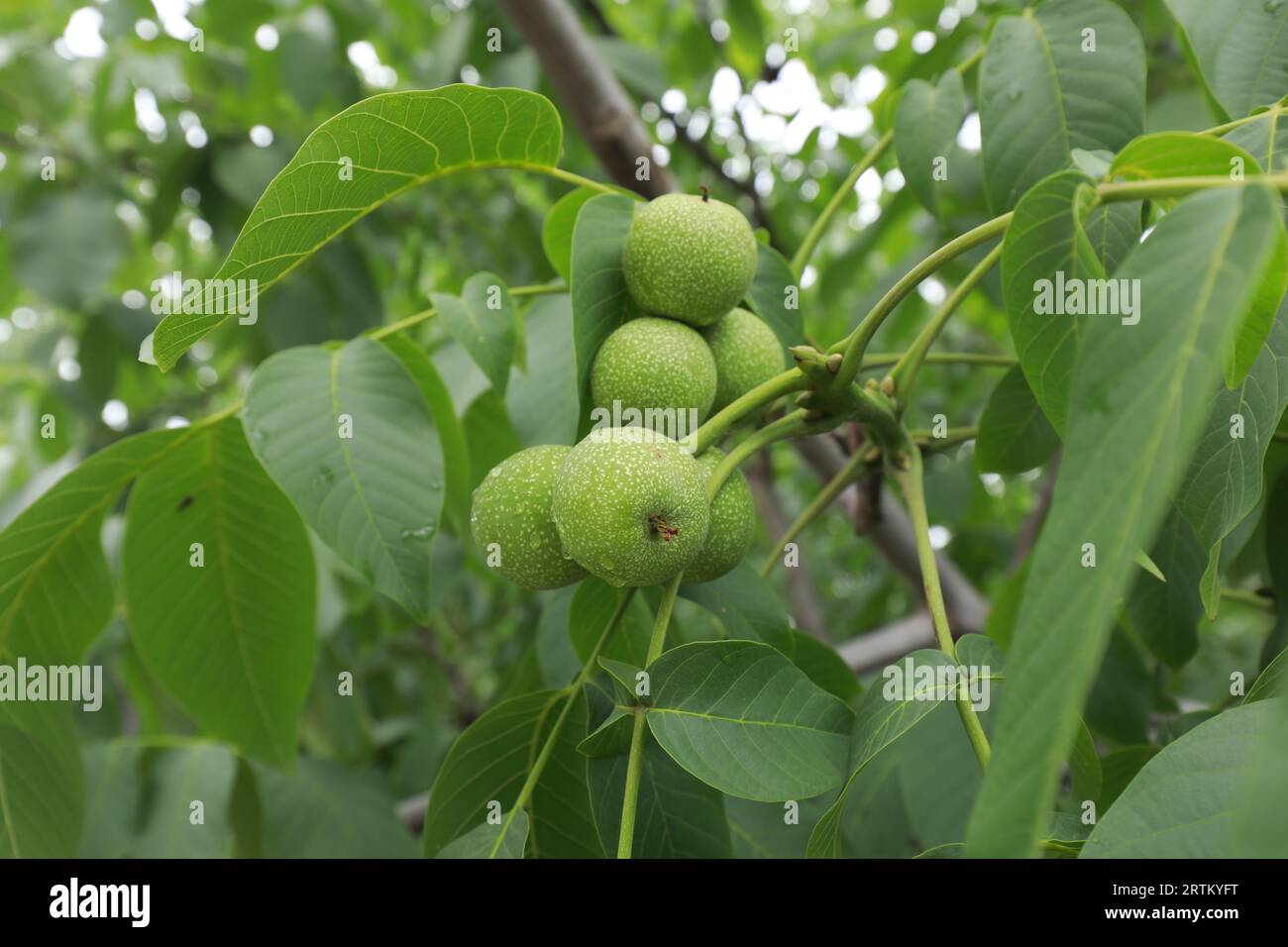 Chinese walnut tree hi-res stock photography and images - Alamy