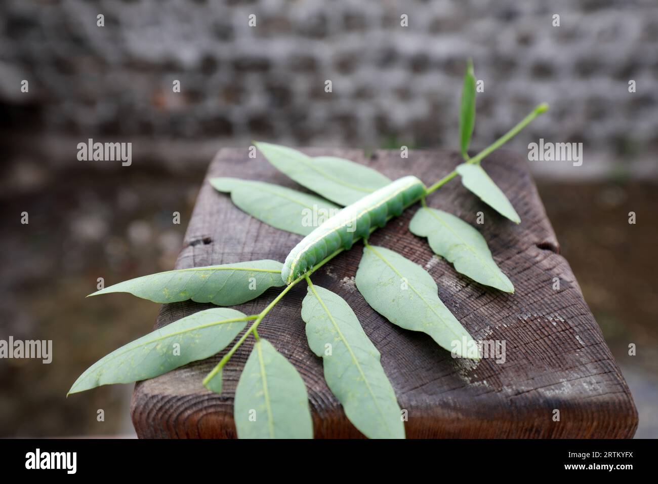 Noctuid moth hi-res stock photography and images - Alamy