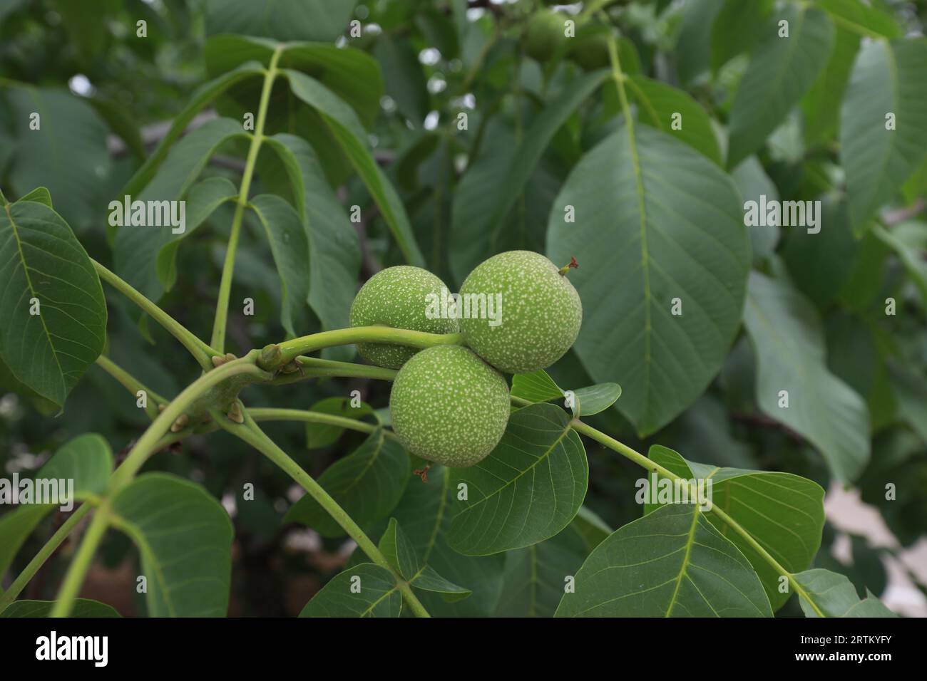 Chinese walnut tree hi-res stock photography and images - Alamy