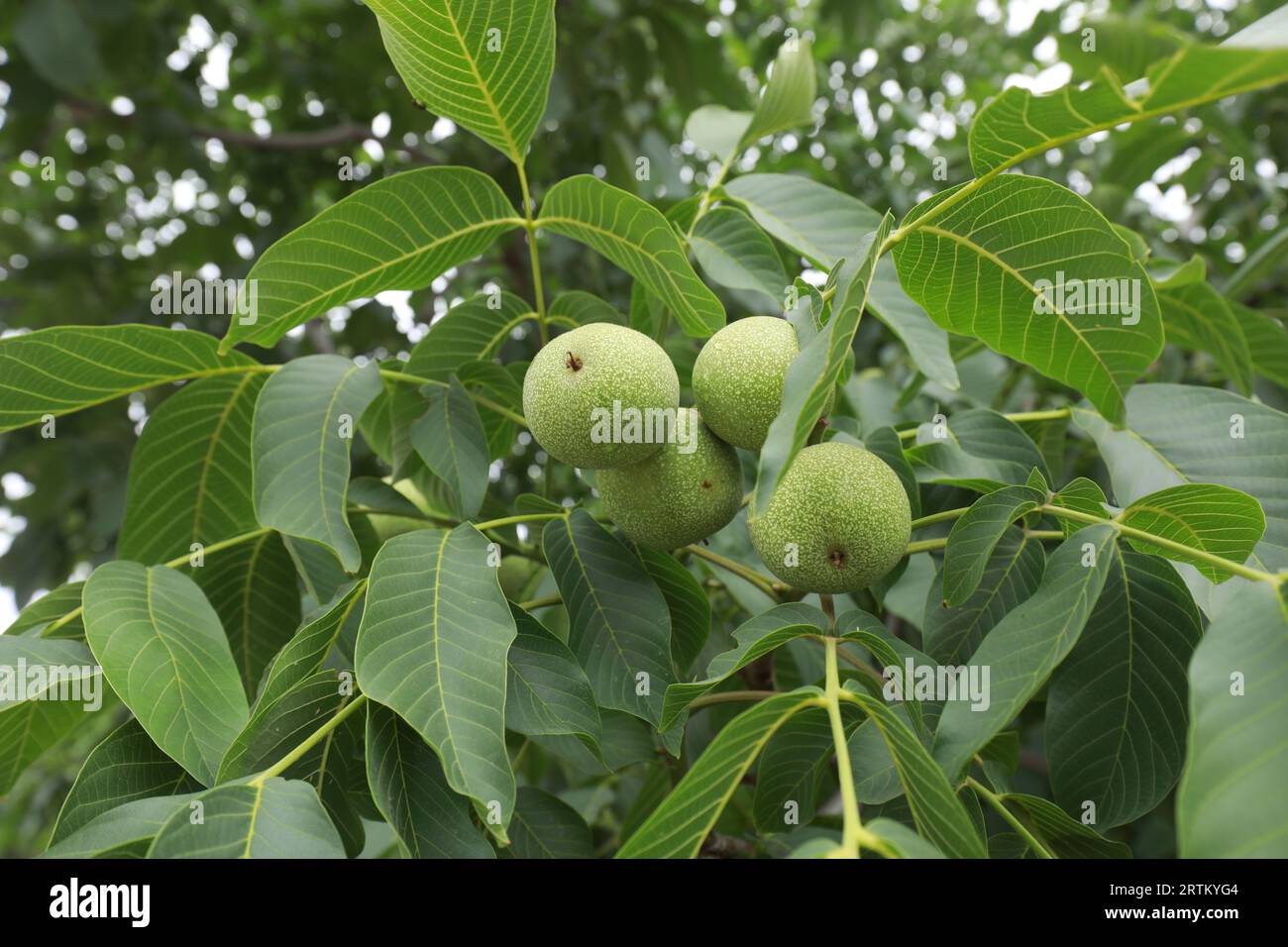 Chinese walnut tree hi-res stock photography and images - Alamy