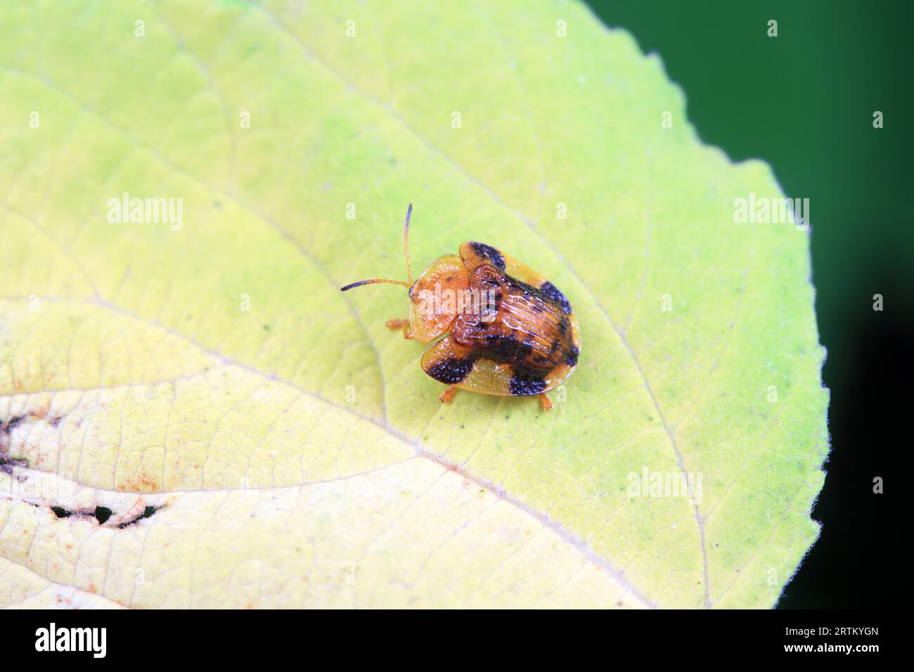 Hispidae family insect crawl on plants, North China Stock Photo - Alamy