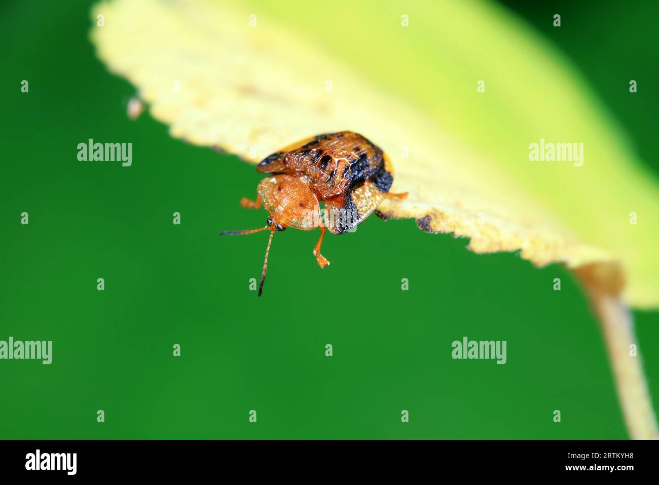 Hispidae family insect crawl on plants, North China Stock Photo - Alamy