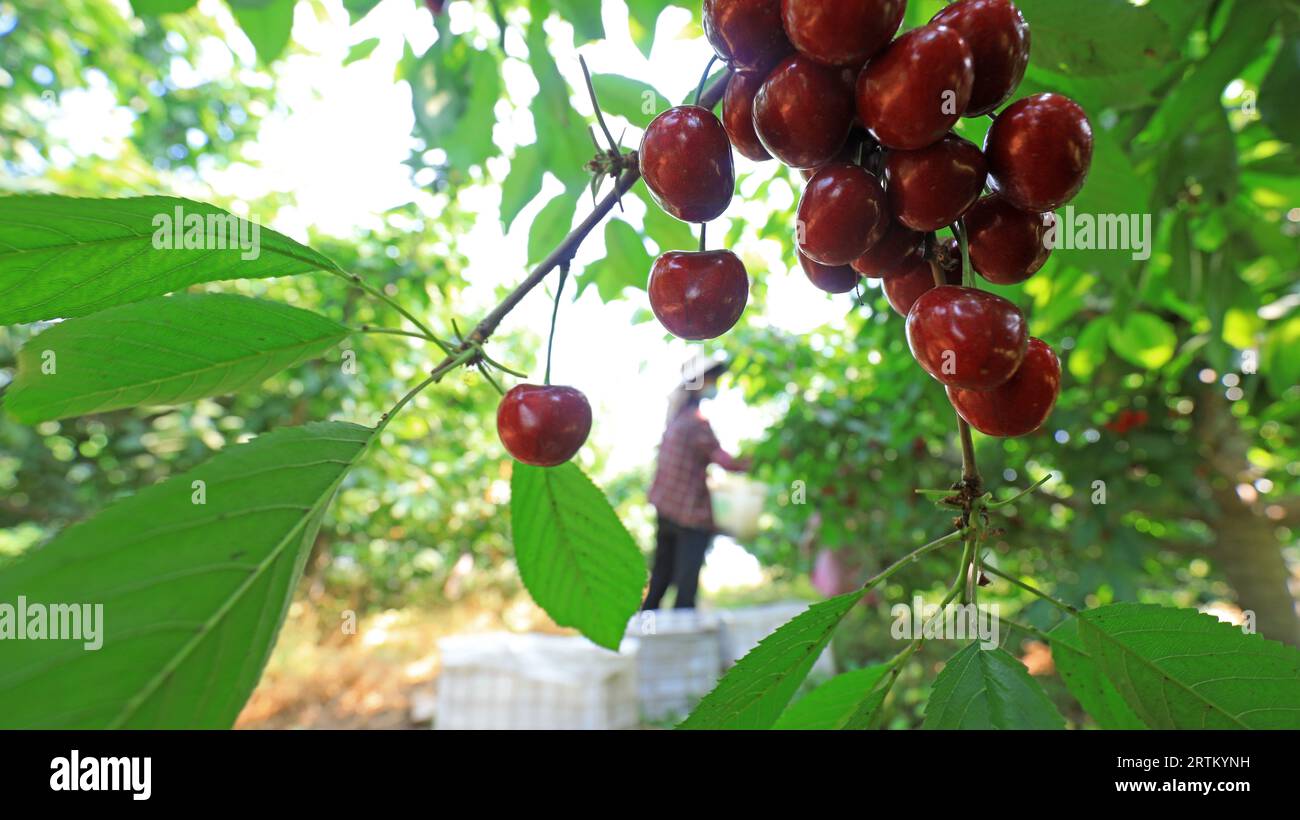 farmers harvest cherries in orchards, North China Stock Photo - Alamy