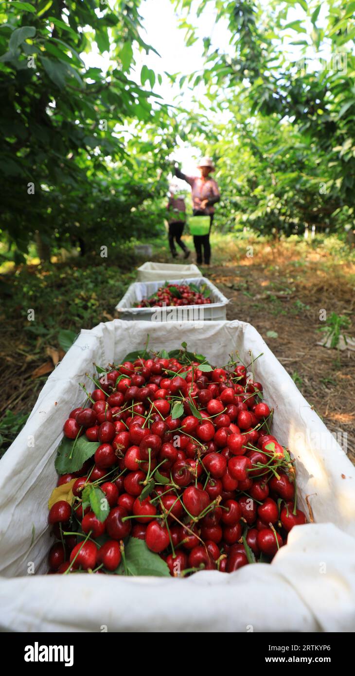 farmers harvest cherries in orchards, North China Stock Photo - Alamy