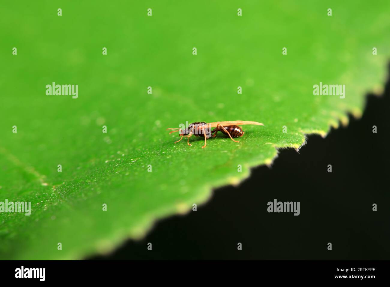 Ants in the wild, North China Stock Photo - Alamy