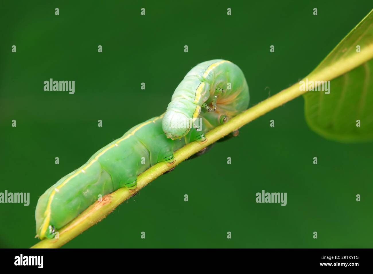 Lepidoptera larvae in the wild, North China Stock Photo - Alamy