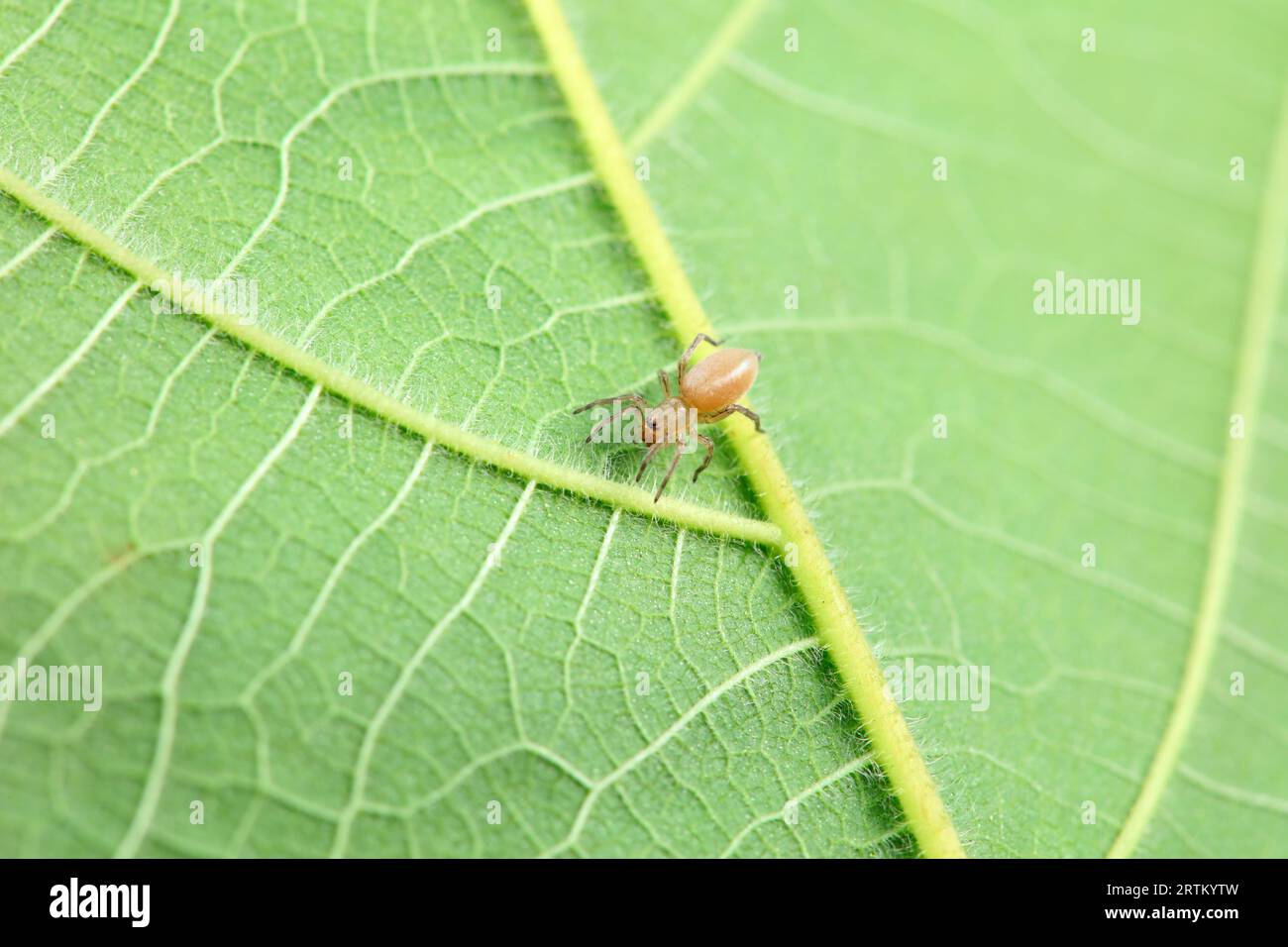 Spiders in the wild, North China Stock Photo - Alamy