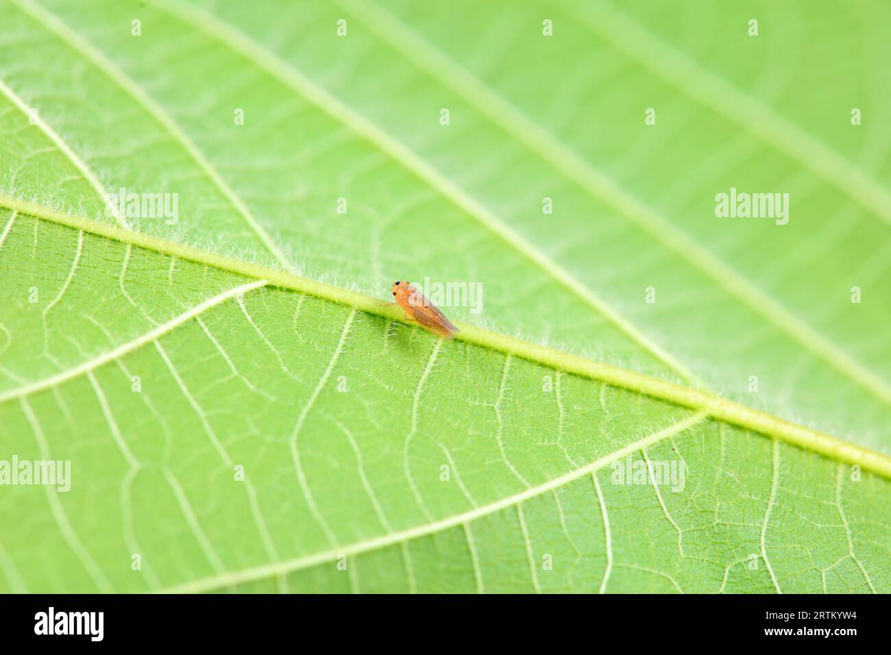 Leaf cicada on wild plants, North China Stock Photo - Alamy