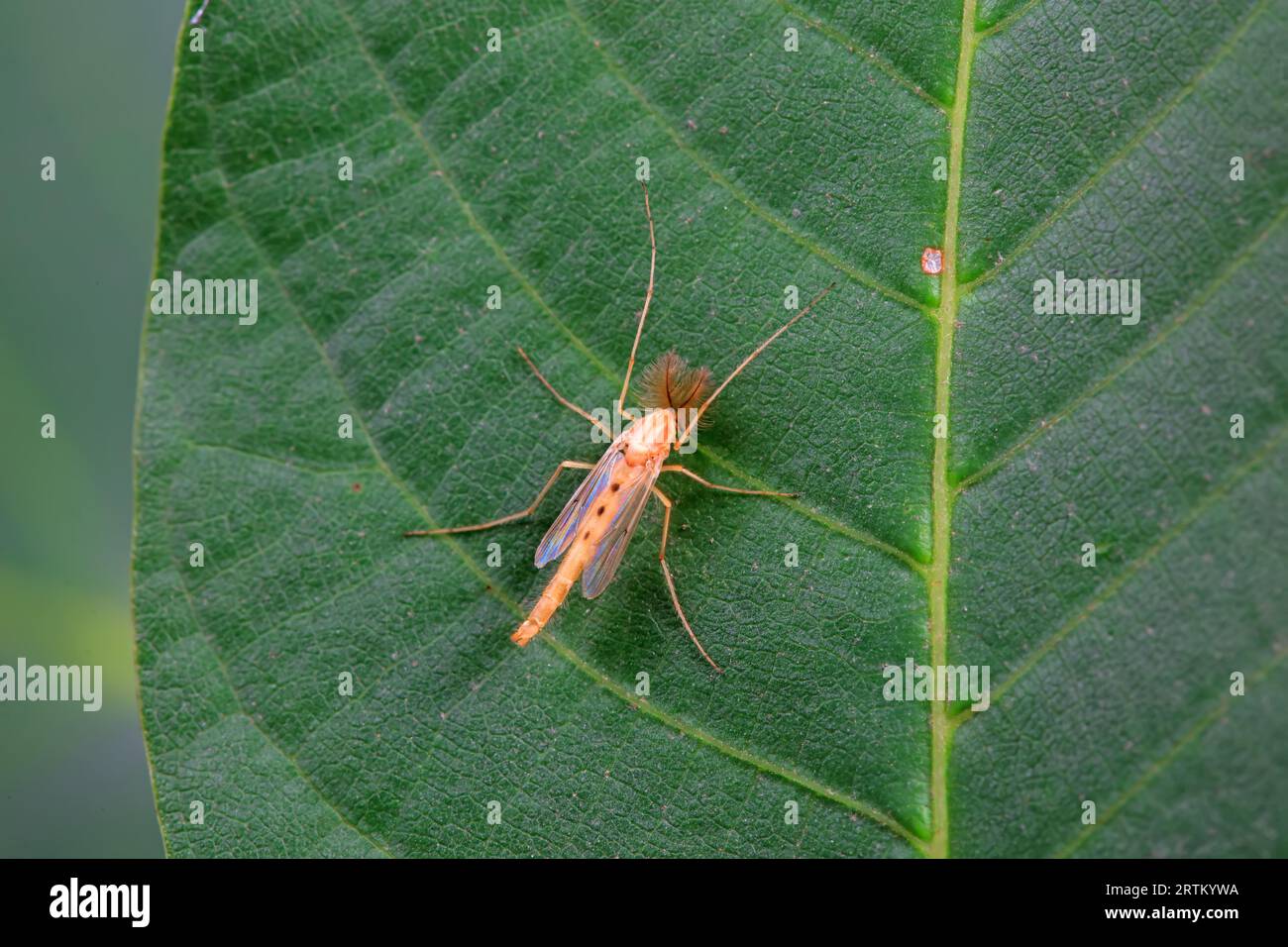 mosquito insect in the wild, North China Stock Photo - Alamy