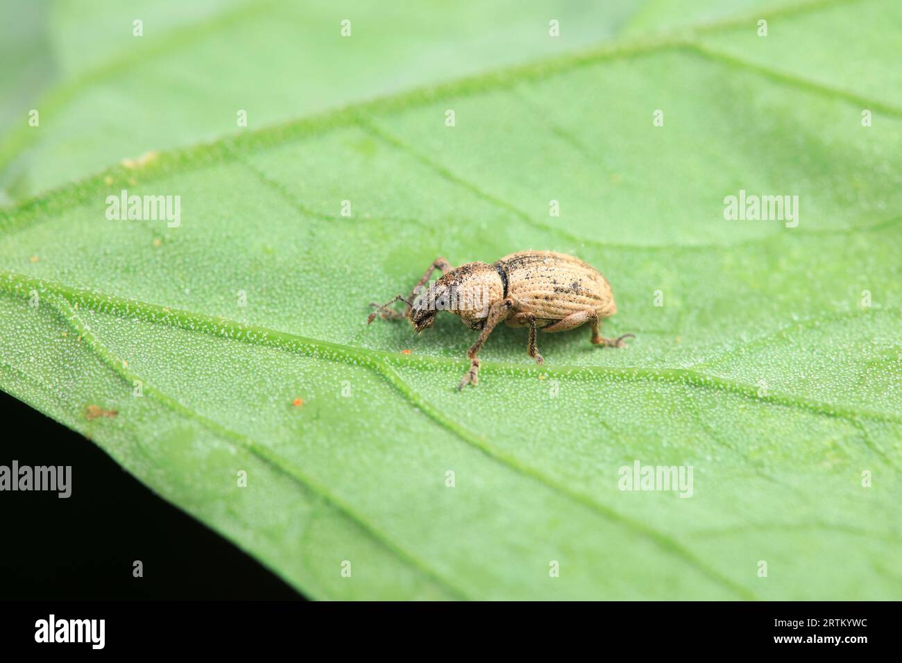 Weevil on wild plants, North China Stock Photo - Alamy
