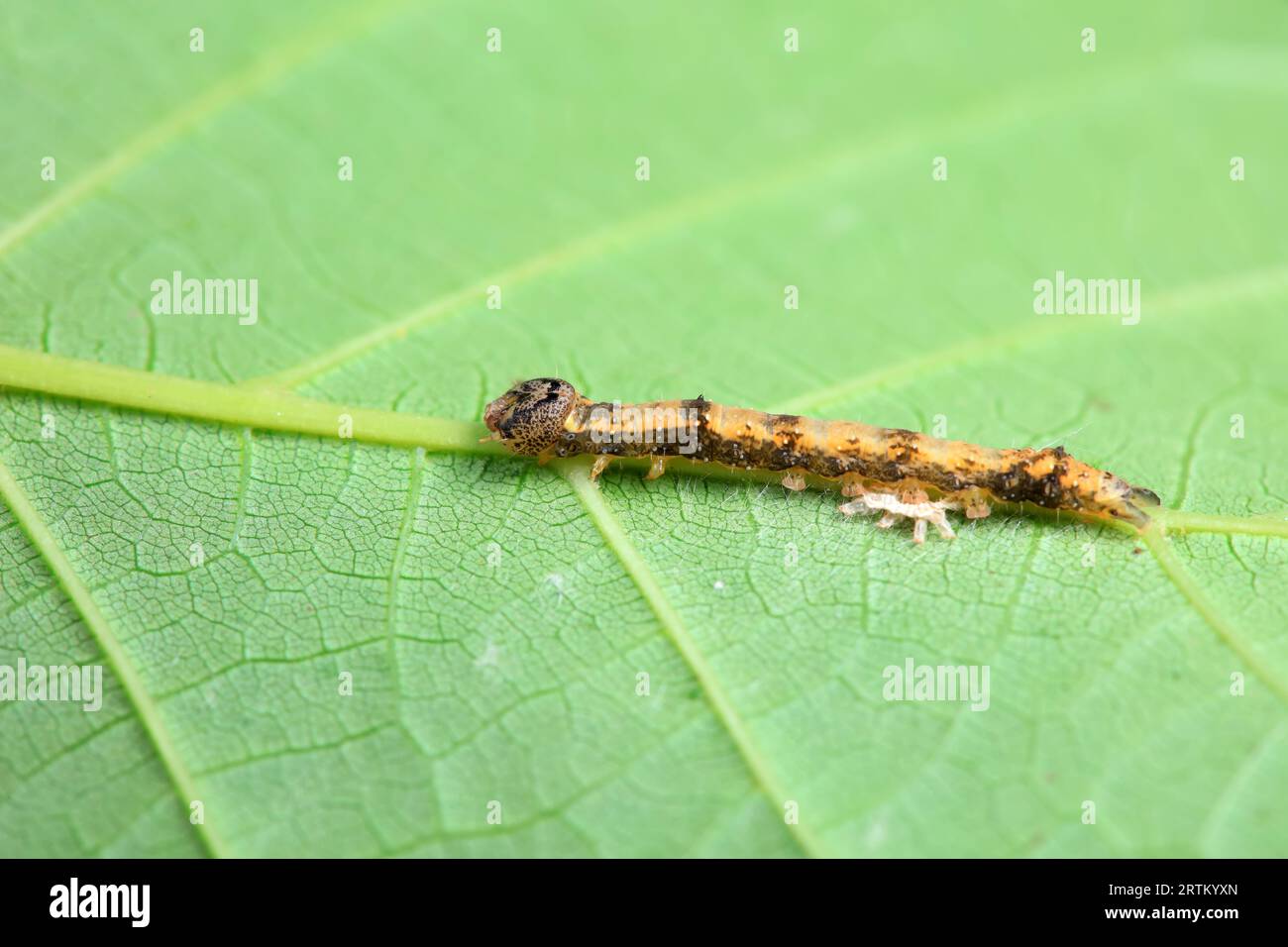Lepidoptera larvae in the wild, North China Stock Photo - Alamy