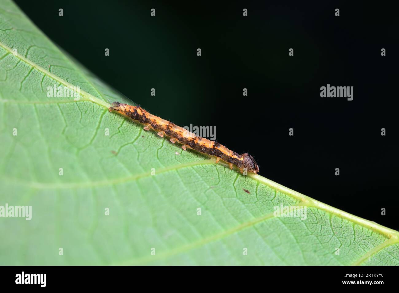 Lepidoptera larvae in the wild, North China Stock Photo - Alamy