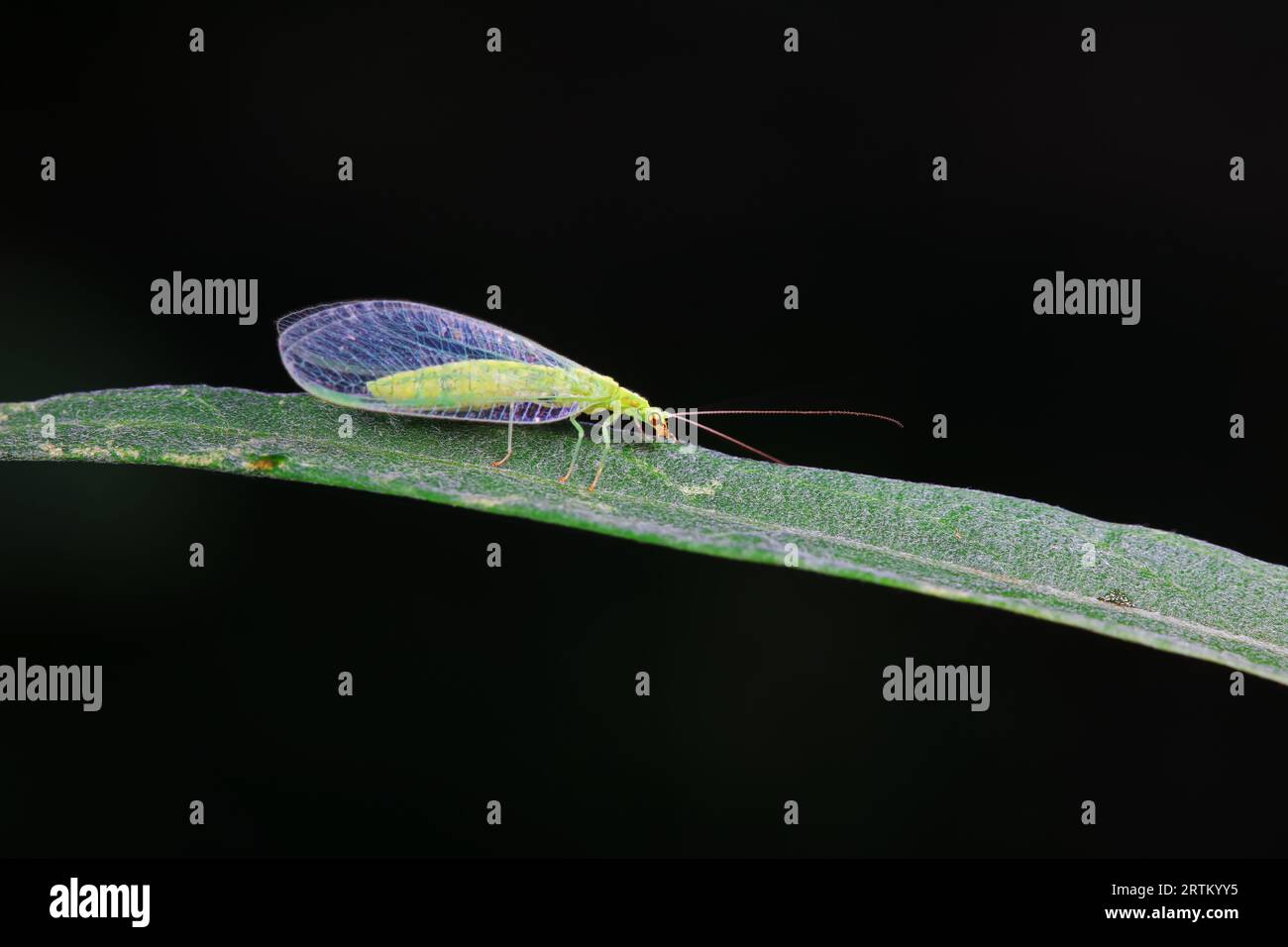 A functional insect of the order Neuroptera in the wild, North China ...