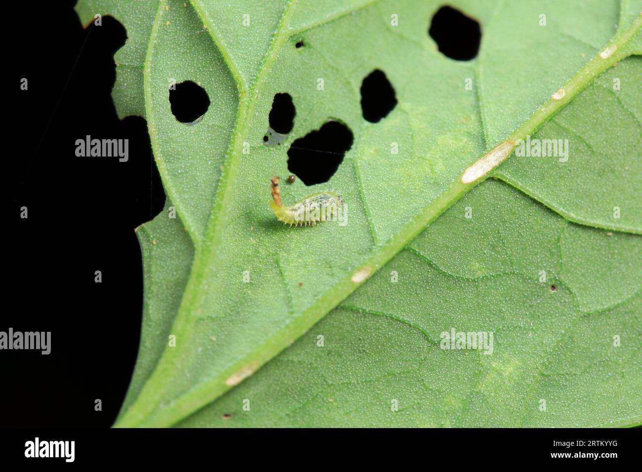 Hispidae family insect crawl on plants, North China Stock Photo - Alamy