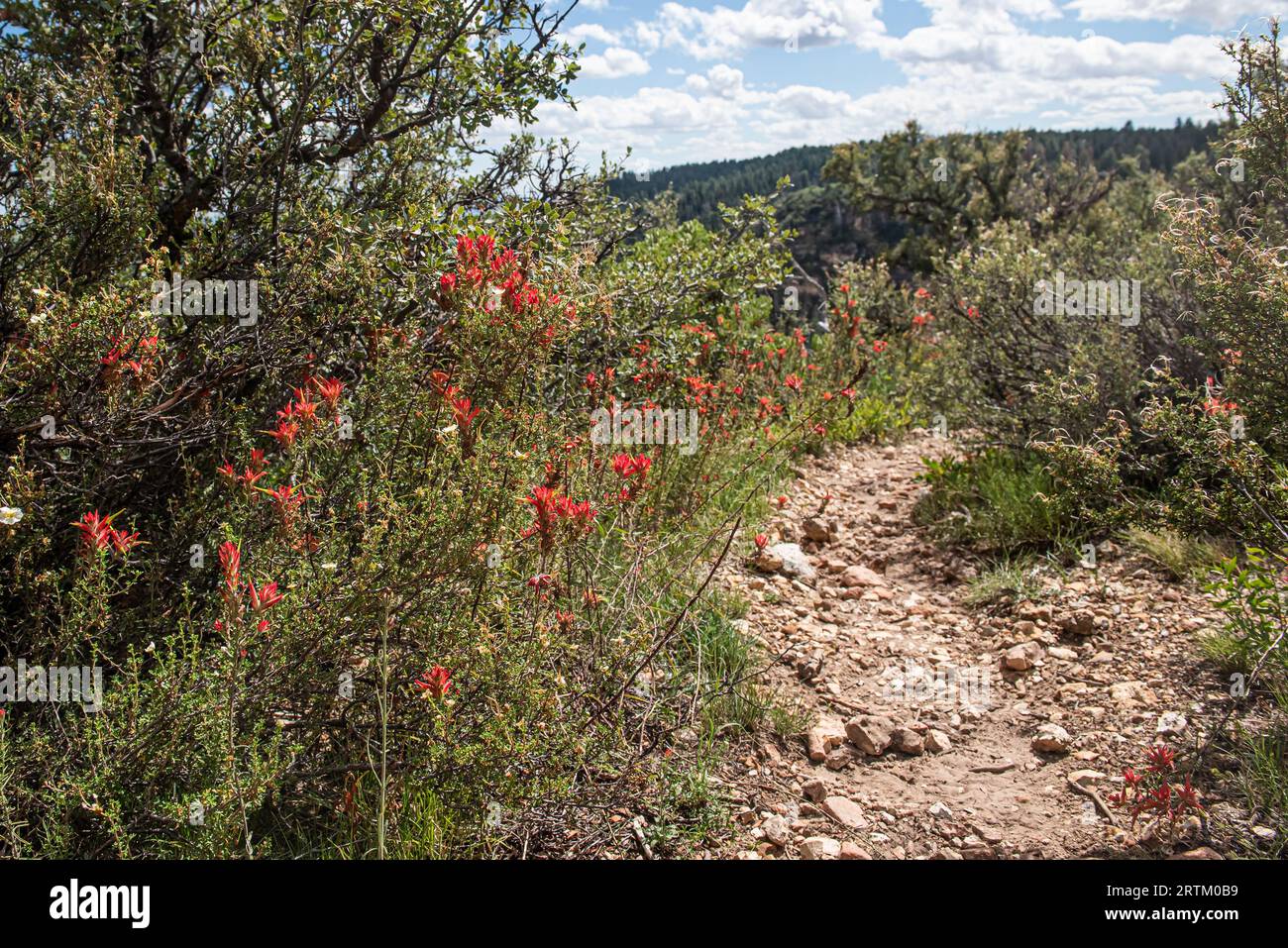 Wild flowers in Coconino Forest Stock Photo - Alamy
