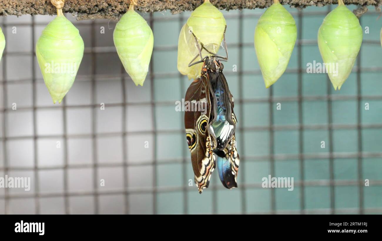 blue morpho butterfly expands its wings after emerging from its ...