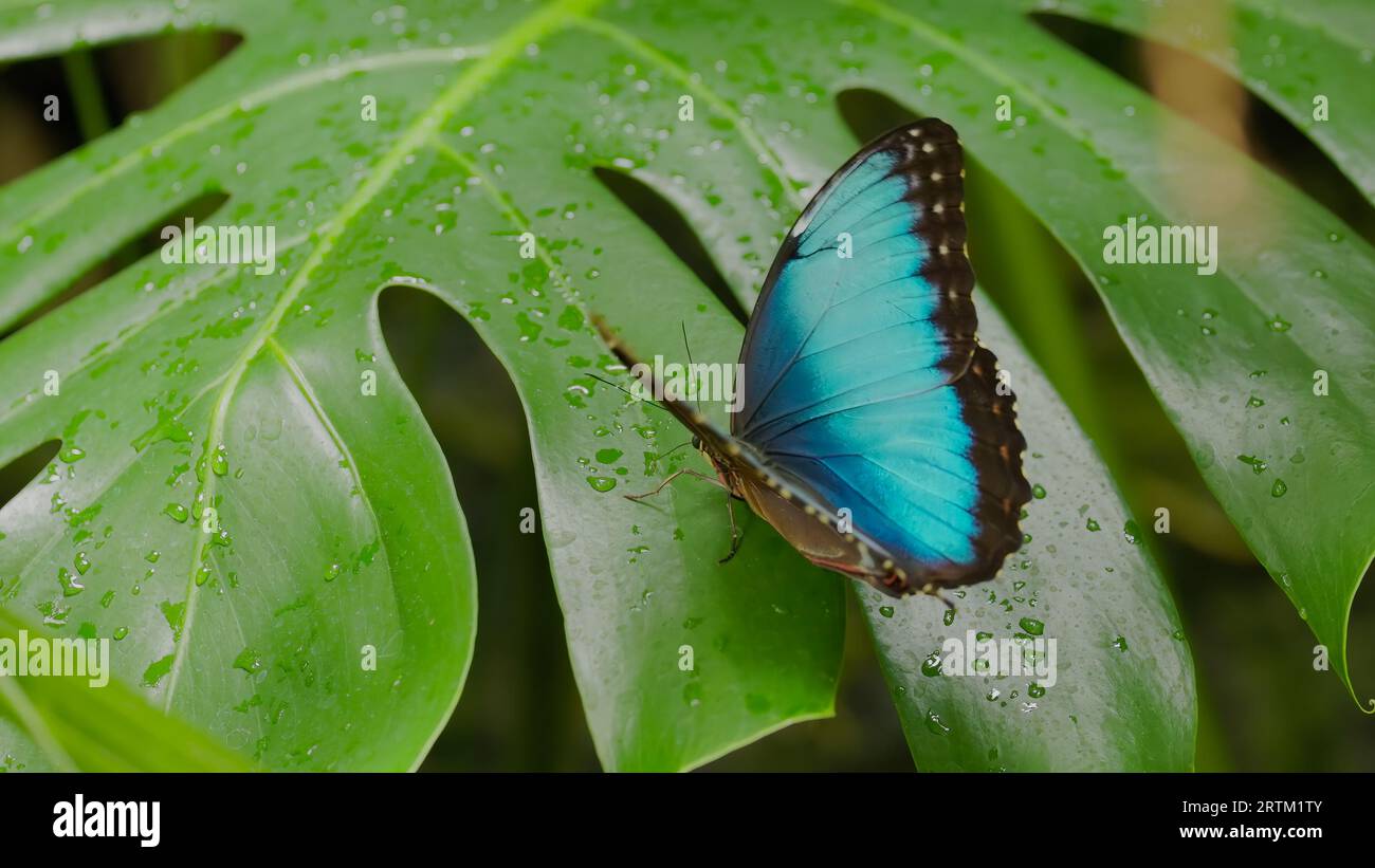 a blue morpho butterfly resting on the leaf of a monstera plant in ...