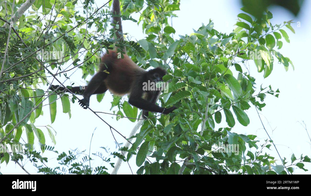 Corcovado spider monkey hi-res stock photography and images - Alamy
