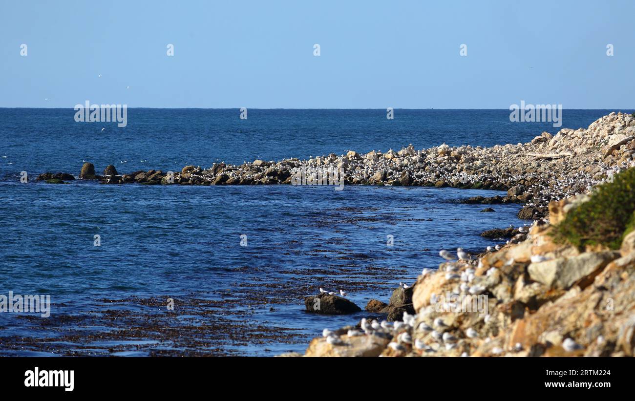 Australian birds in nz hi-res stock photography and images - Alamy