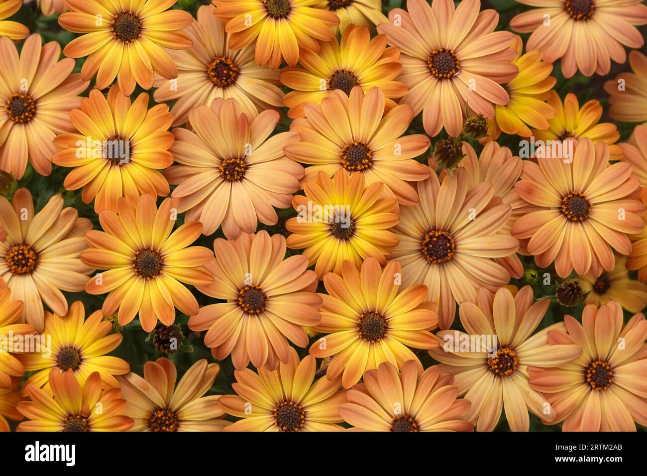 Beautiful background of deep yellow flowers of osteospermum close up ...