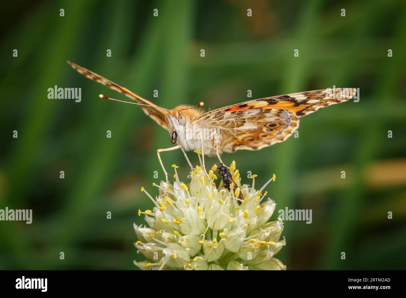 A butterfly and a fly sit on the same flower. Macro photo Stock Photo ...