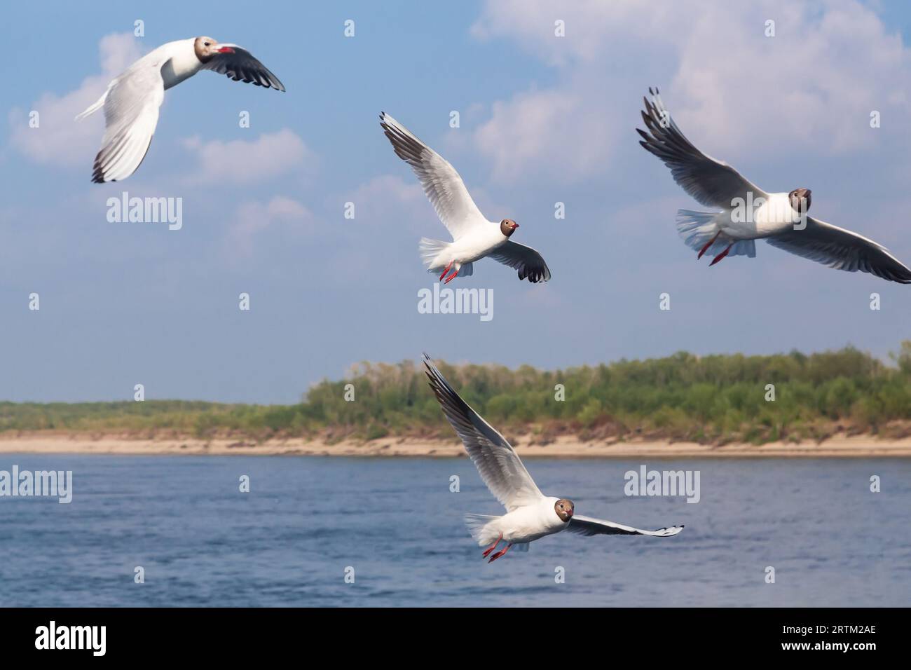 River gull flight, close-up against a blue sky with clouds Stock Photo ...