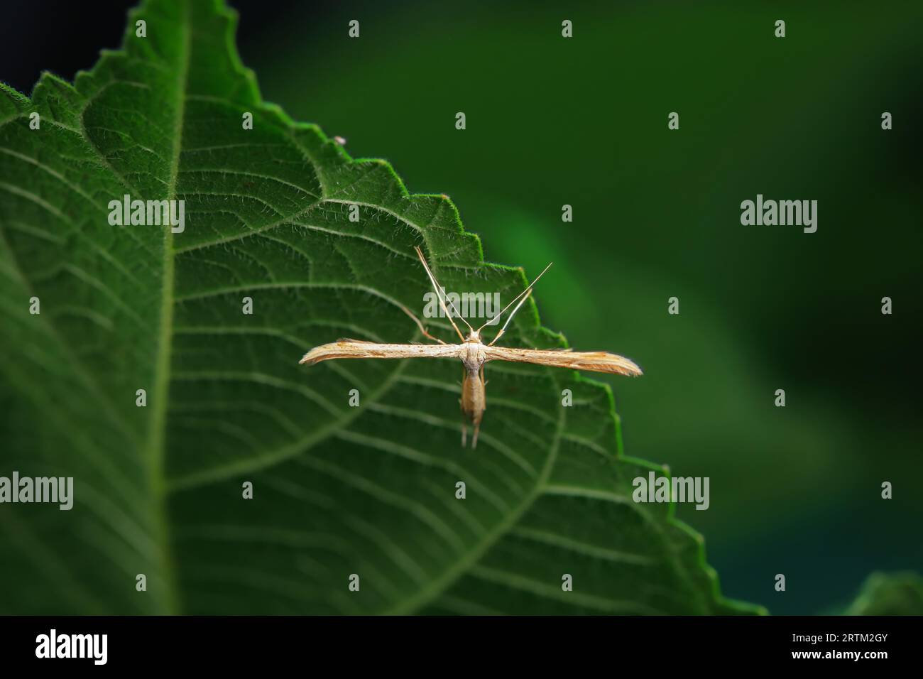 Lepidoptera insects in the wild, North China Stock Photo - Alamy