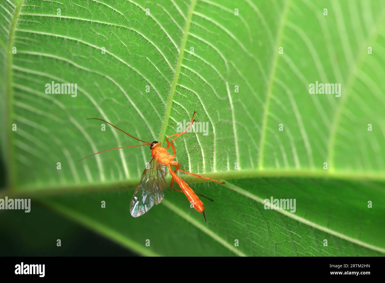 Bee insects in the wild, North China Stock Photo - Alamy