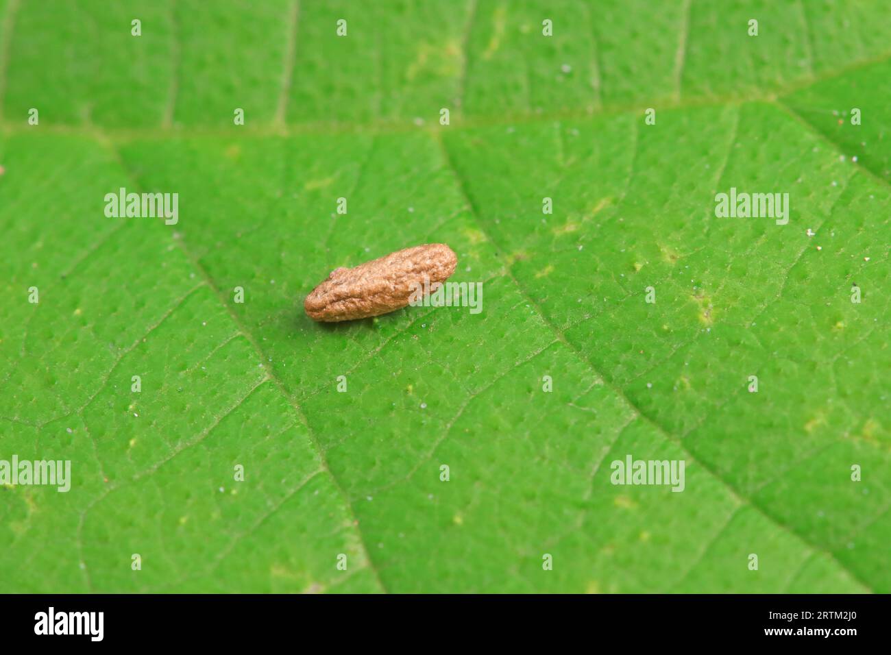 Insect droppings on wild plant leaves Stock Photo - Alamy