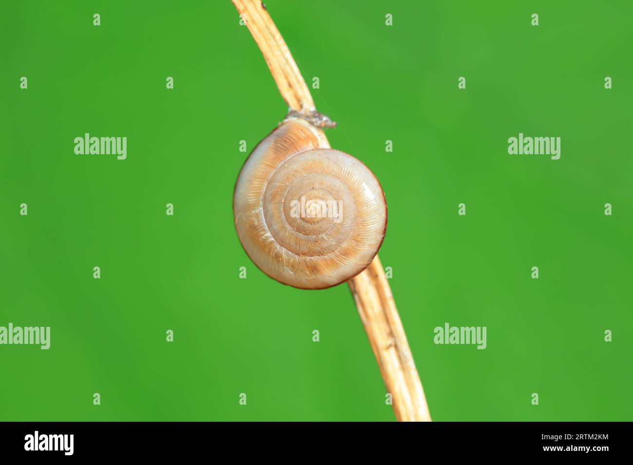 Snails on wild plants, North China Stock Photo - Alamy