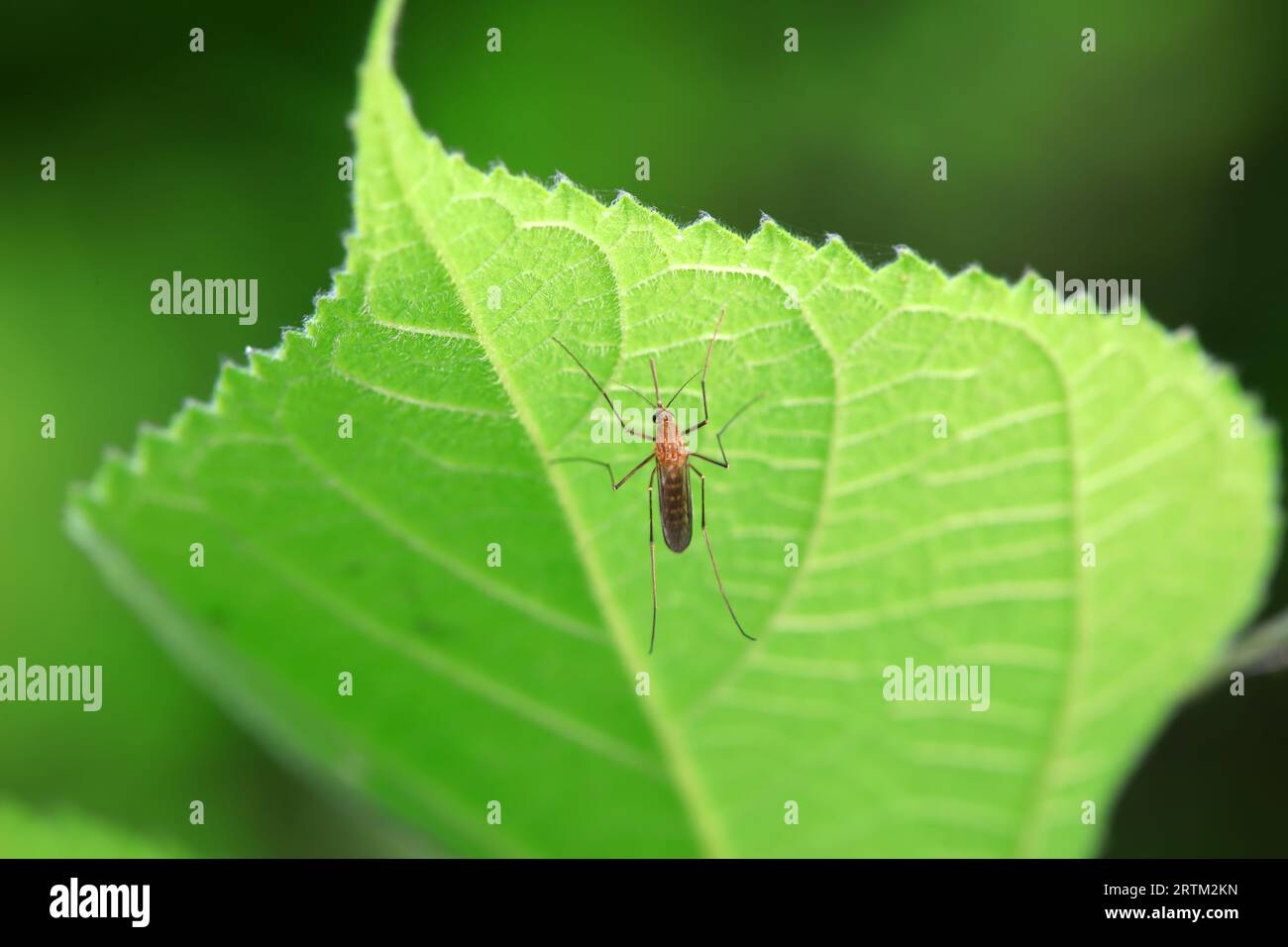 mosquito insect in the wild, North China Stock Photo - Alamy