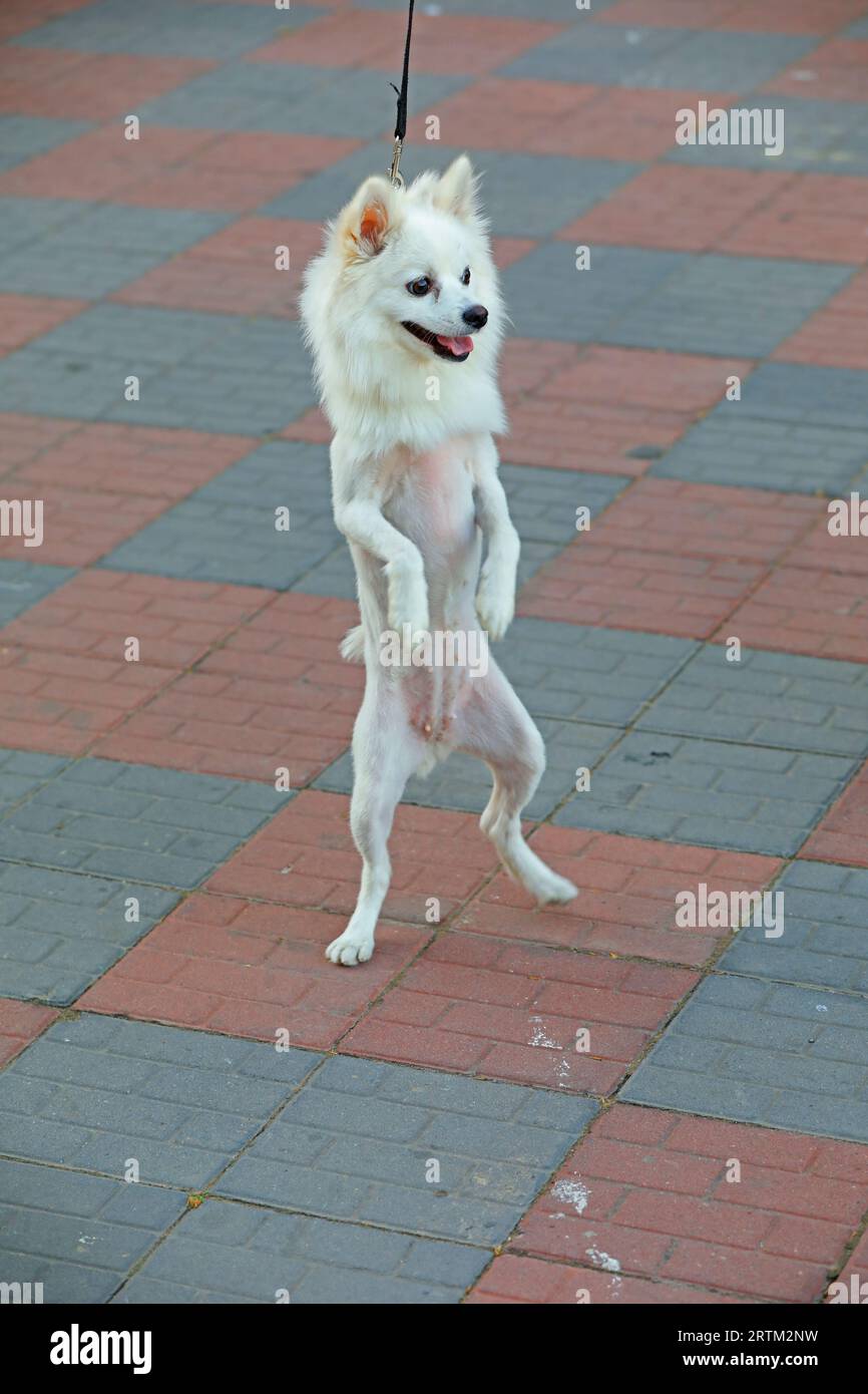 Silver fox dog outdoors, Close up picture Stock Photo - Alamy