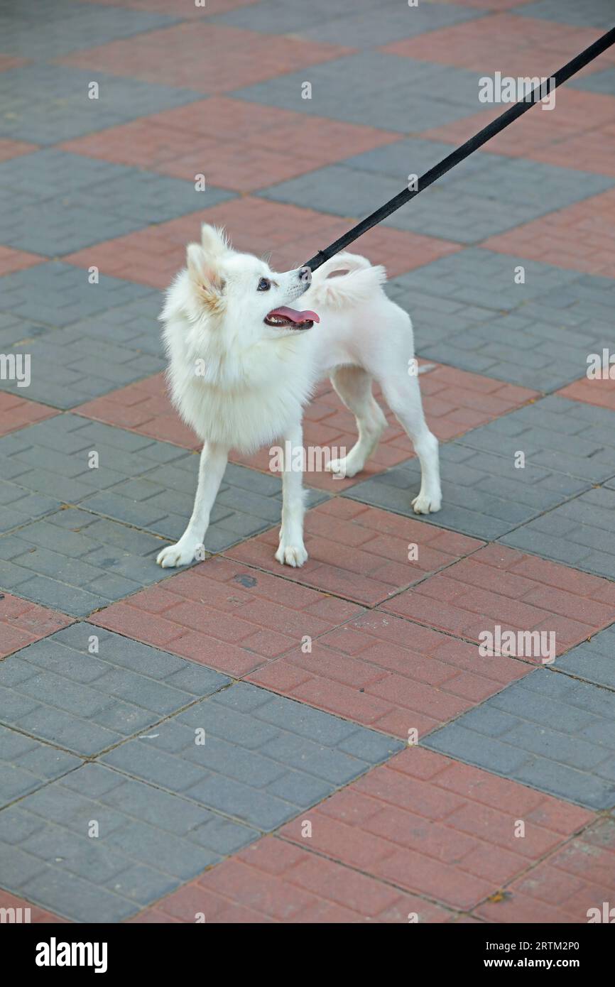 Silver fox pet hi-res stock photography and images - Alamy