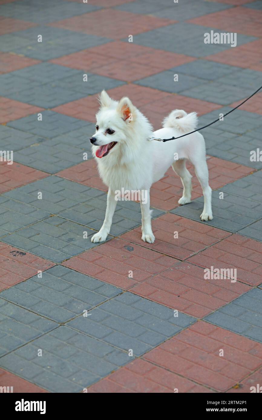 Silver fox dog outdoors, Close up picture Stock Photo - Alamy