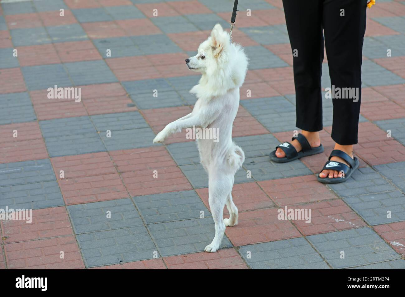 Silver fox dog outdoors, Close up picture Stock Photo - Alamy