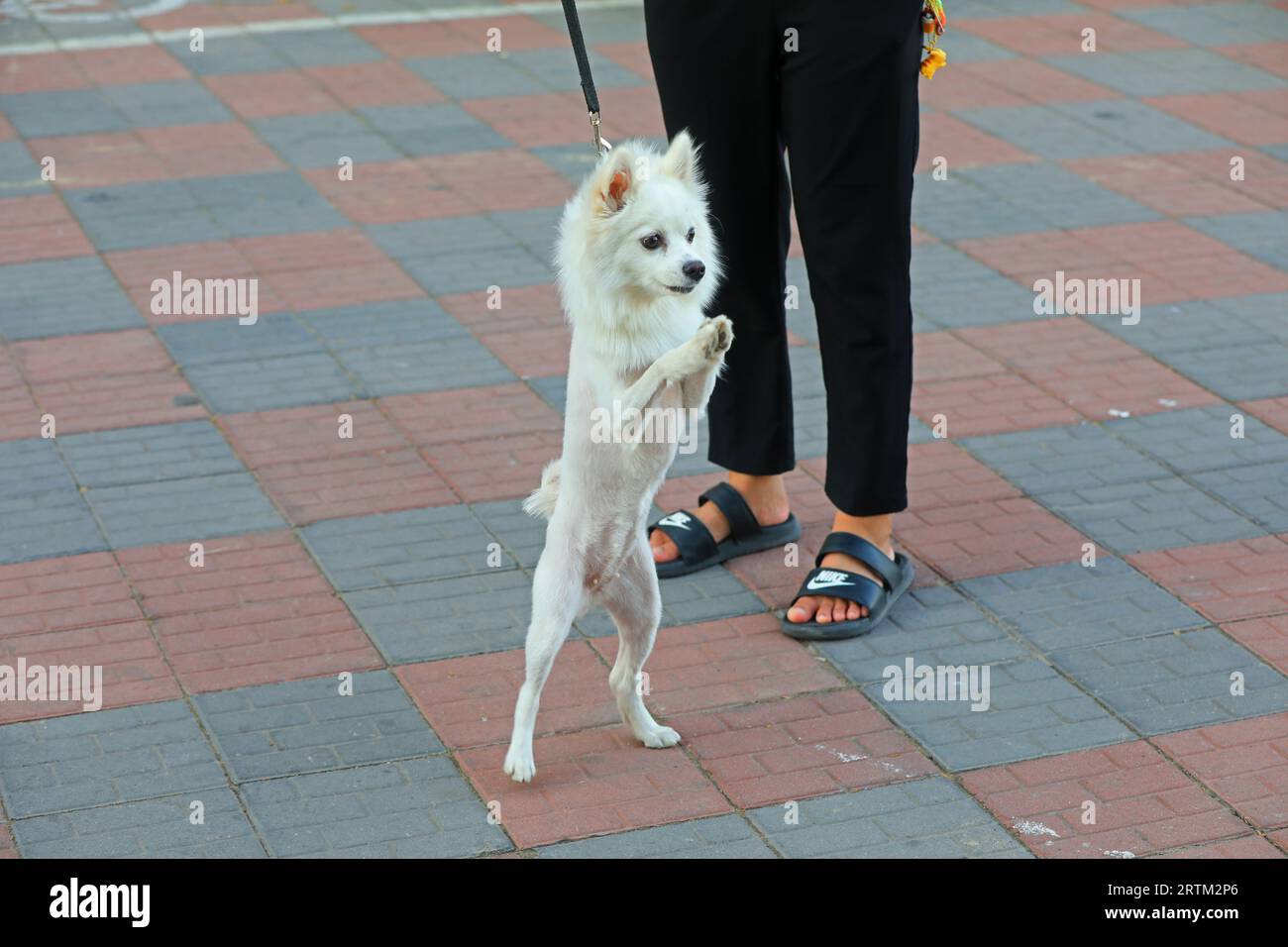 Silver fox dog outdoors, Close up picture Stock Photo - Alamy
