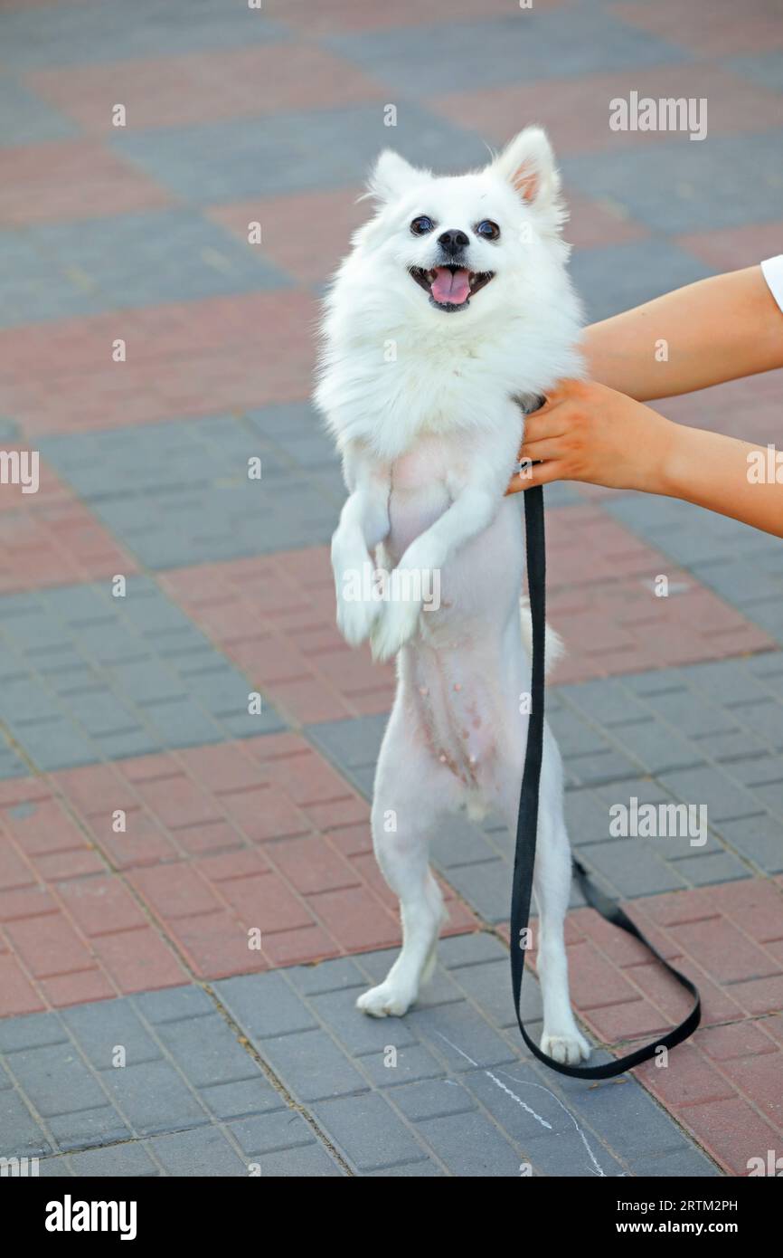 Silver fox dog outdoors, Close up picture Stock Photo - Alamy