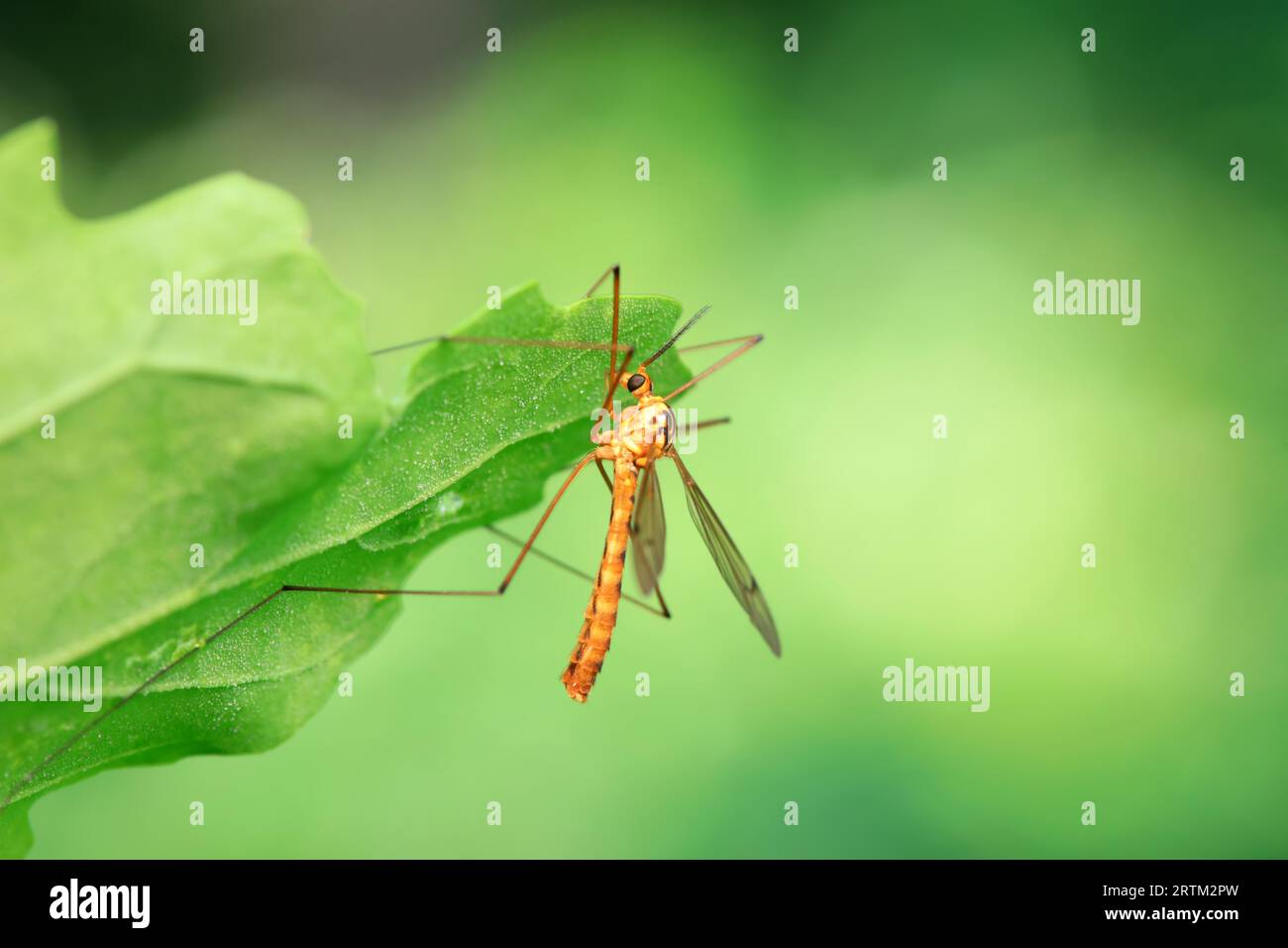 mosquito insect in the wild, North China Stock Photo - Alamy