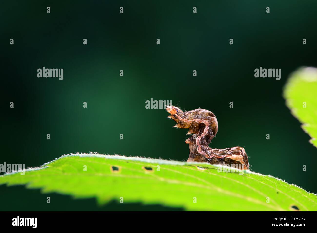 Lepidoptera larva inchworm in the wild, North China Stock Photo - Alamy