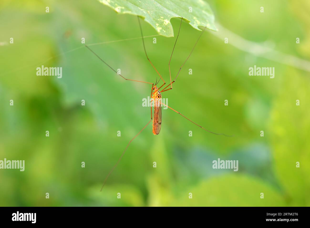 mosquito insect in the wild, North China Stock Photo - Alamy