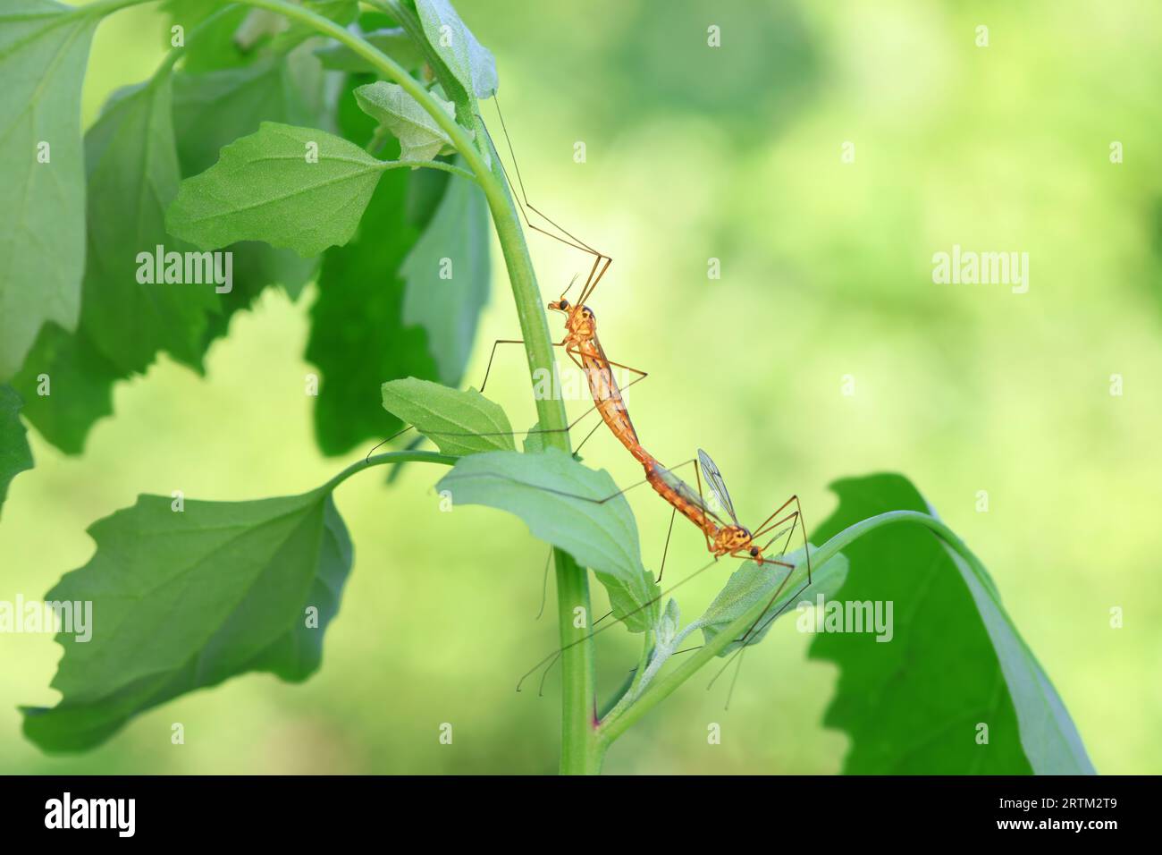 mosquito insect in the wild, North China Stock Photo - Alamy