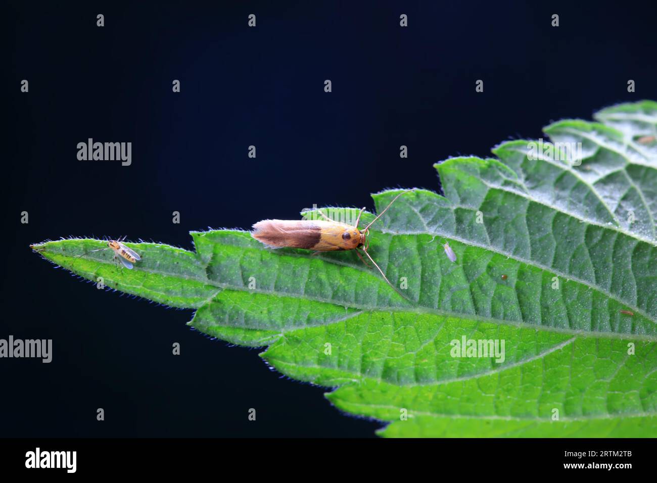 Lepidoptera insects in the wild, North China Stock Photo - Alamy