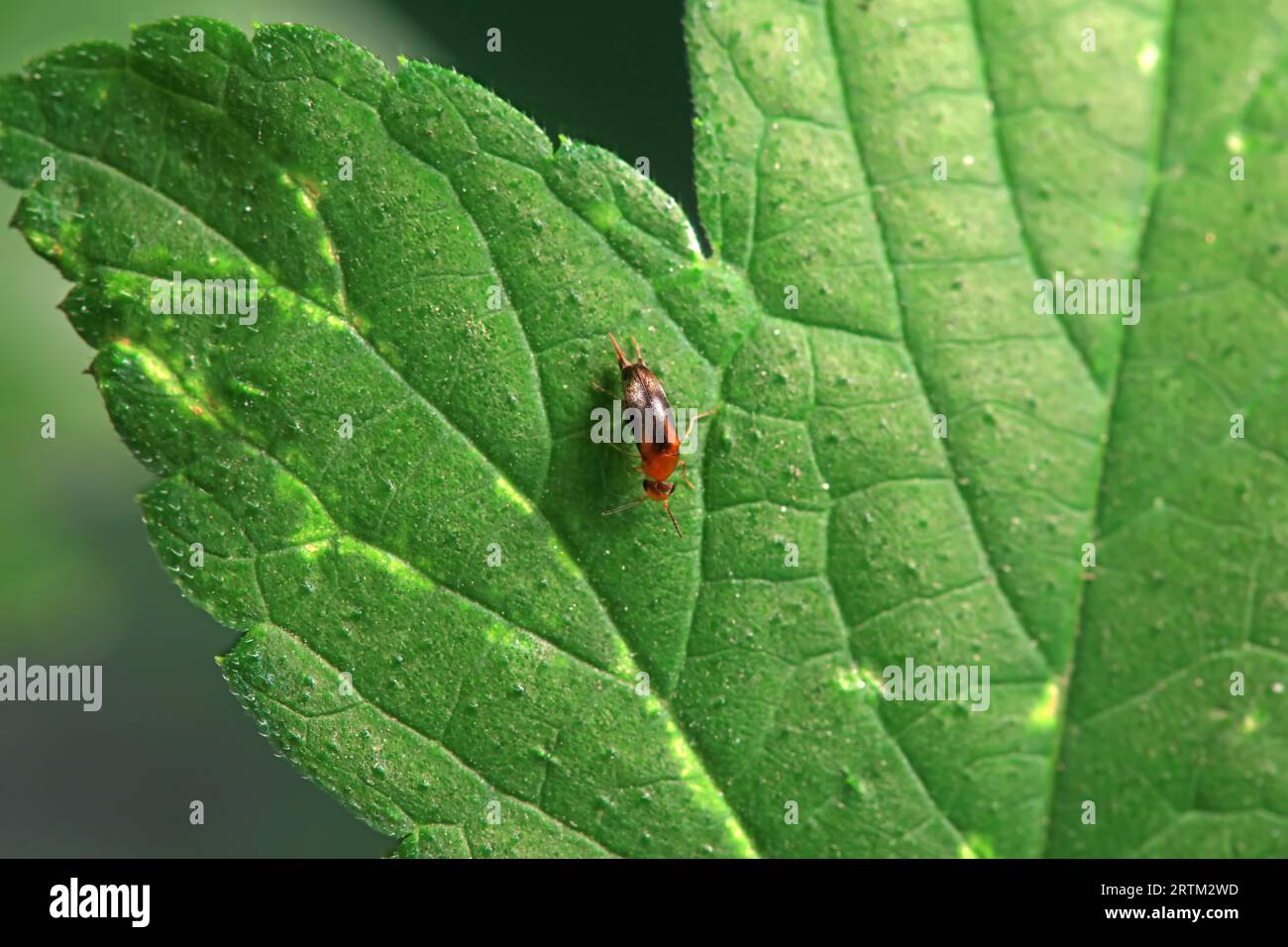 Mordellidae, a small insect on weeds, North China Stock Photo - Alamy