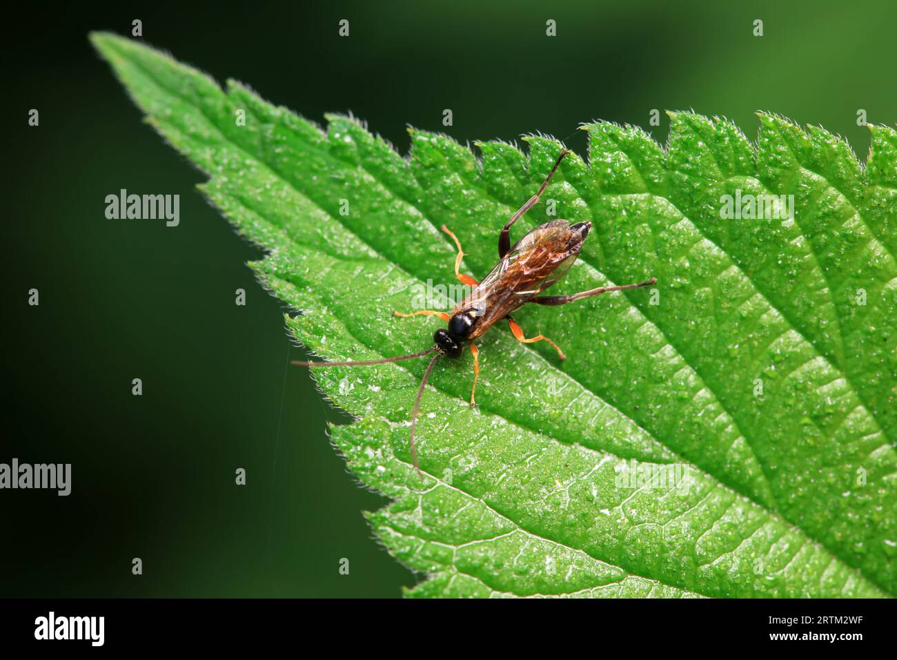 Bee insects in the wild, North China Stock Photo - Alamy