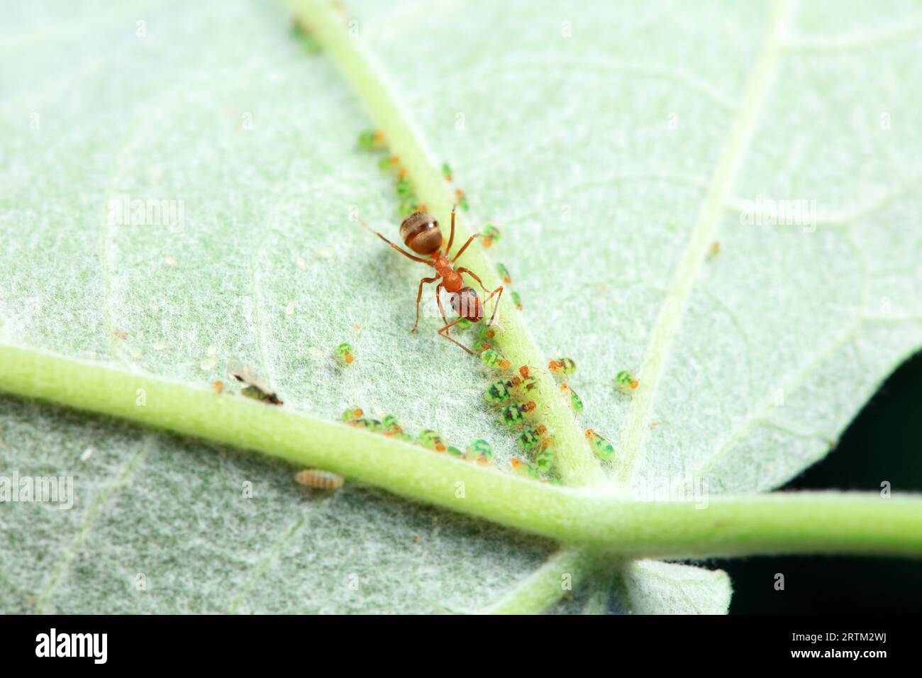 Ants in the wild, North China Stock Photo - Alamy