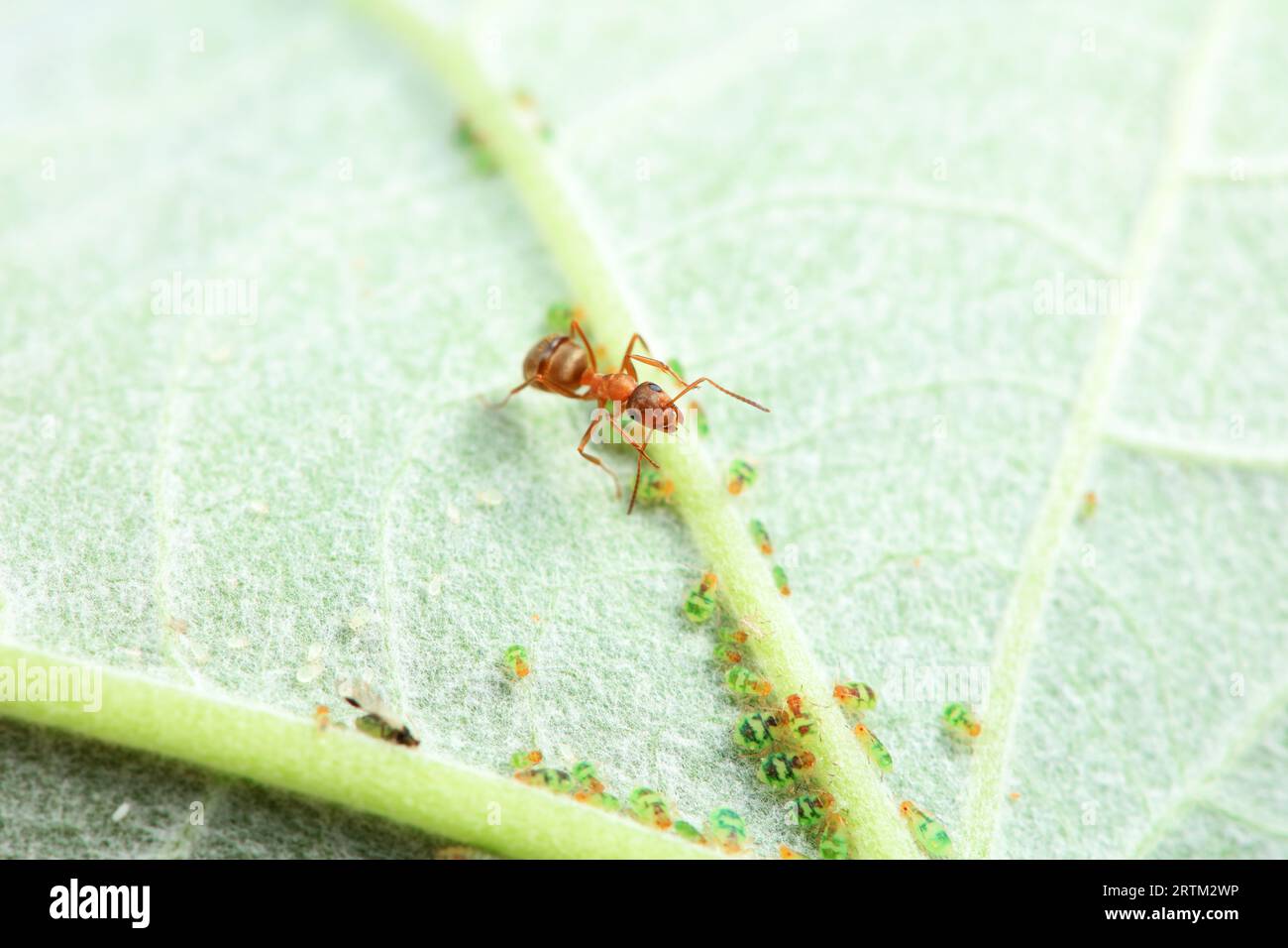 Ants in the wild, North China Stock Photo - Alamy