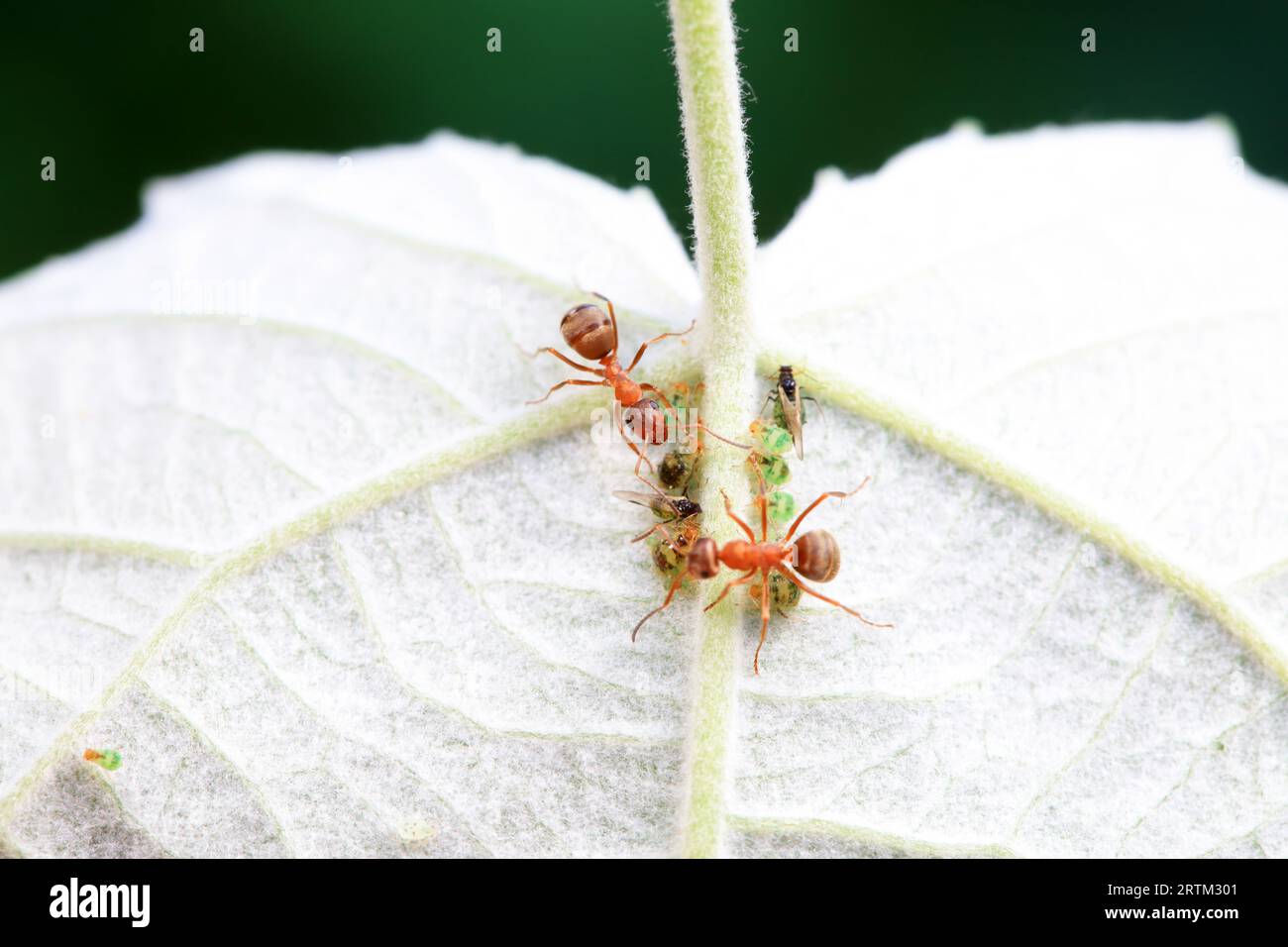 Ants in the wild, North China Stock Photo - Alamy