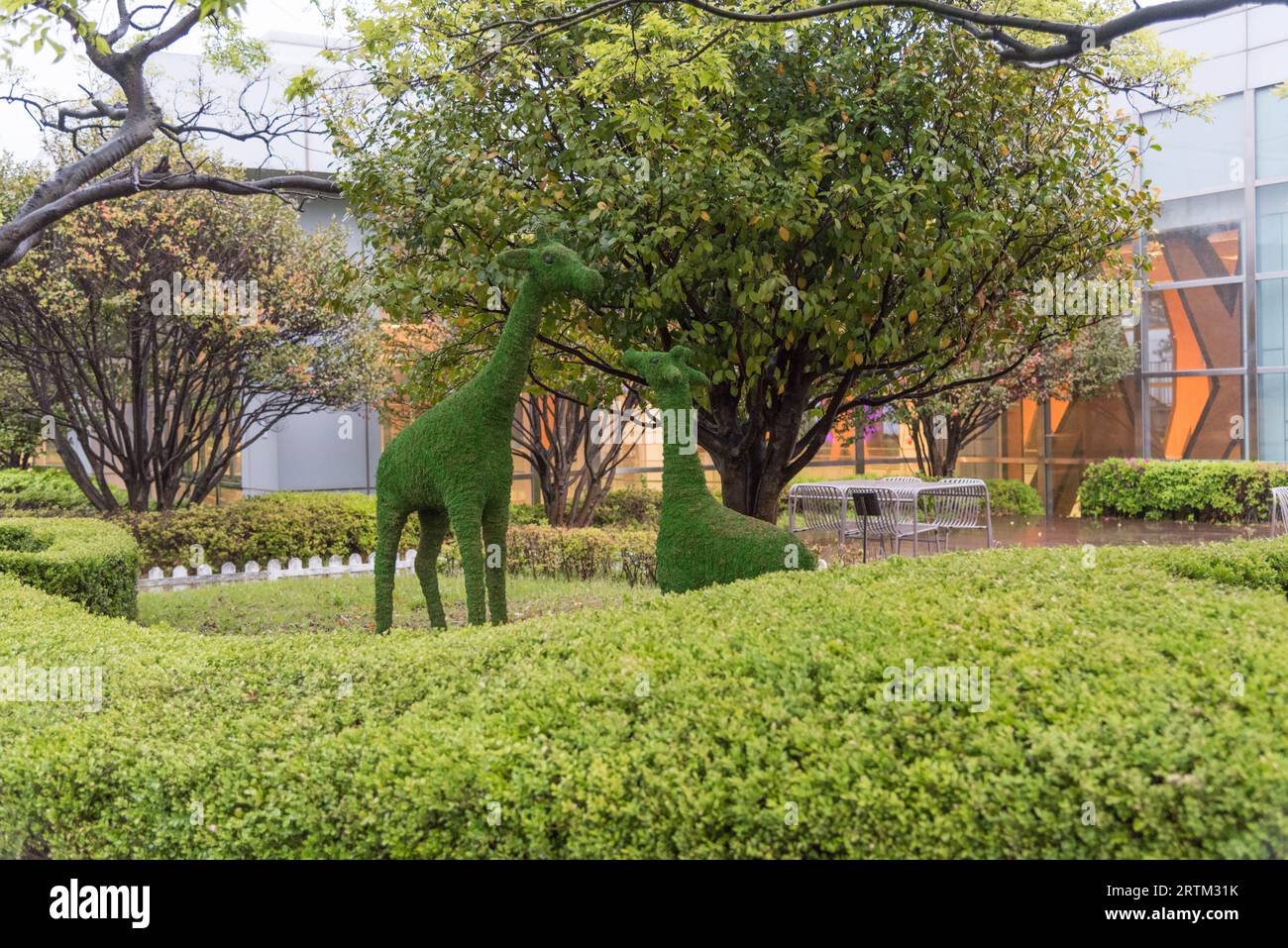 A topiary display of two giraffes - one taller and one smaller giraffe ...