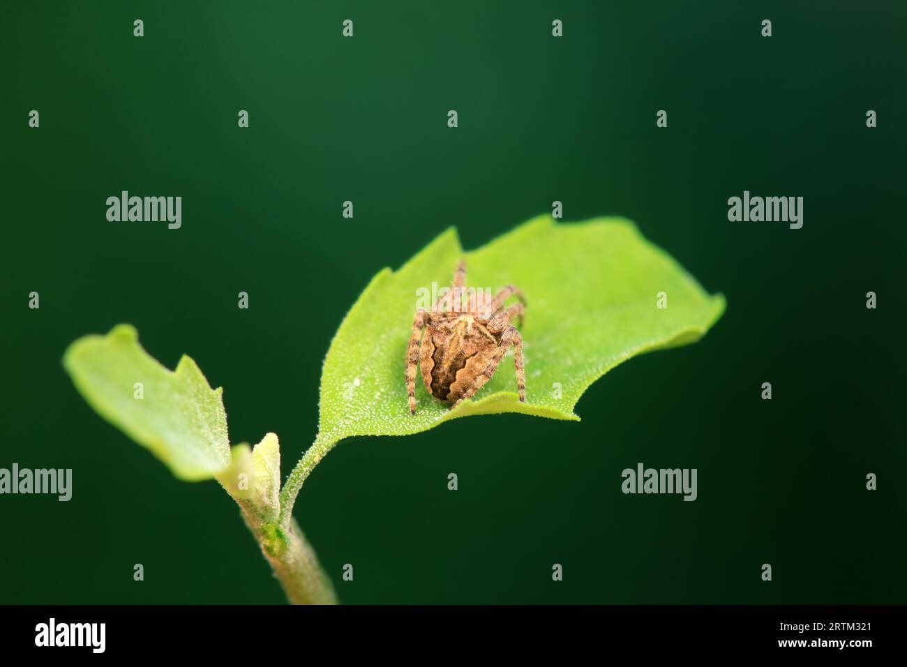 Hispidae family insect crawl on plants, North China Stock Photo - Alamy